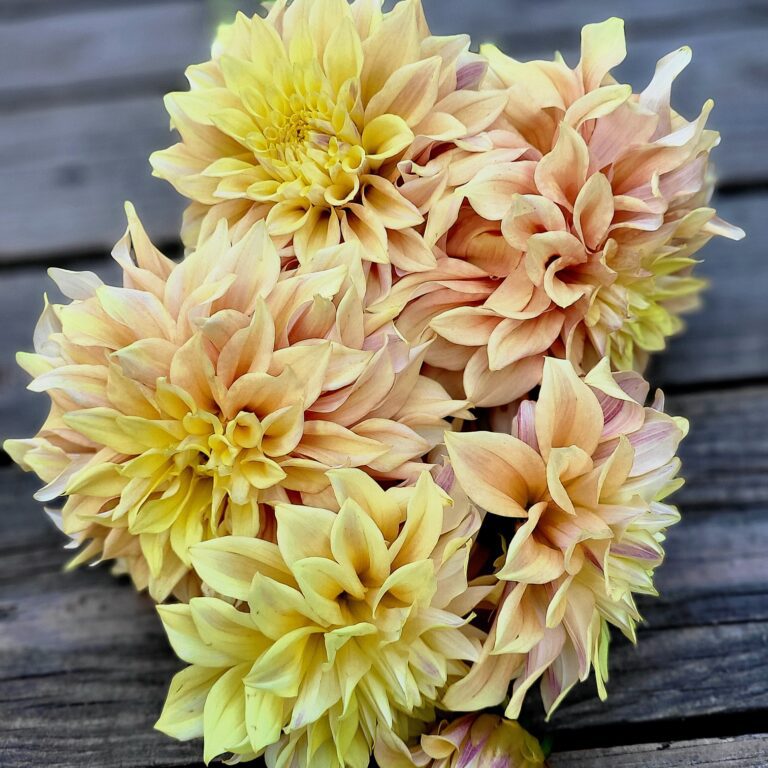 Eva w Ogrodzie – Karpy dalii i dużo więcej