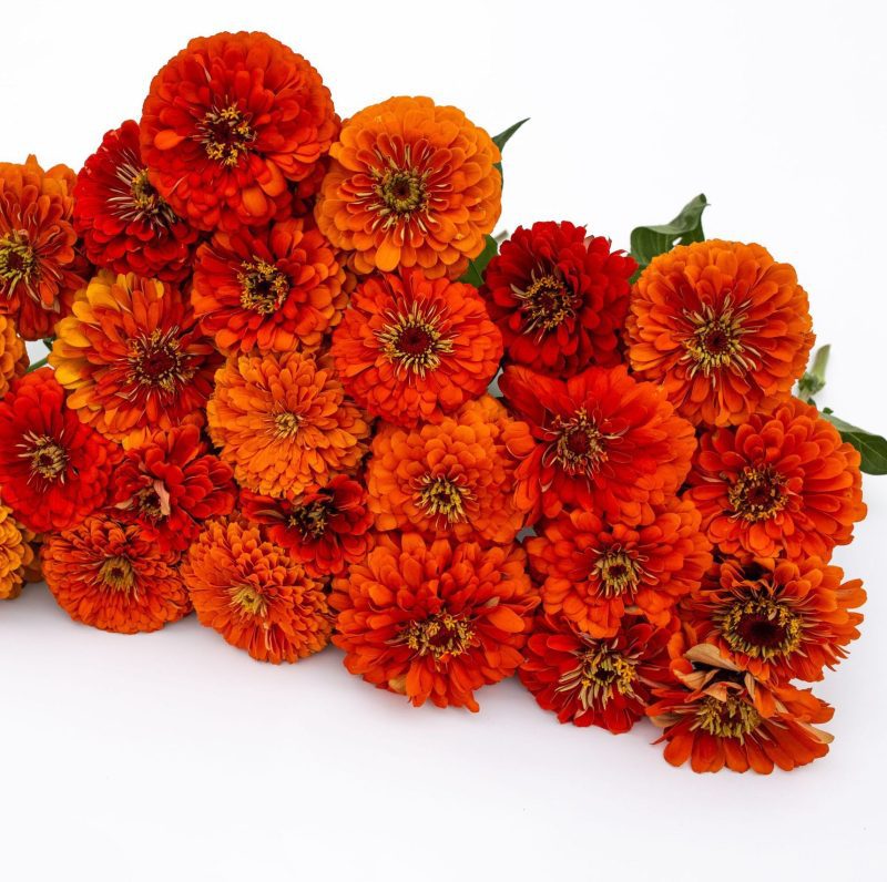 Cynie – Eva w Ogrodzie