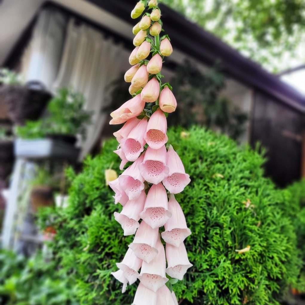 Eva w Ogrodzie – Karpy dalii i dużo więcej