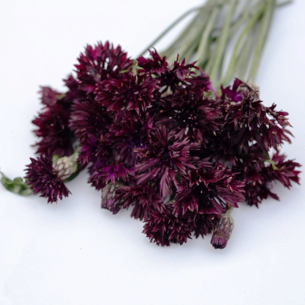 Chaber Tall Double Black Boy – Eva w Ogrodzie