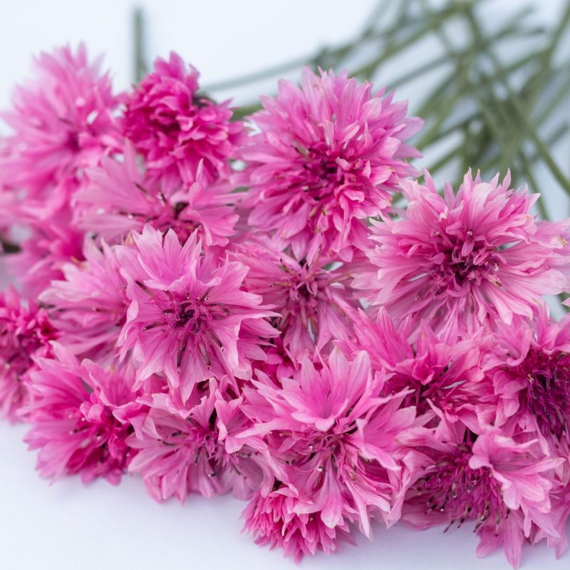 Chaber Tall Double Pinkie (Loukykvet) – Eva w Ogrodzie