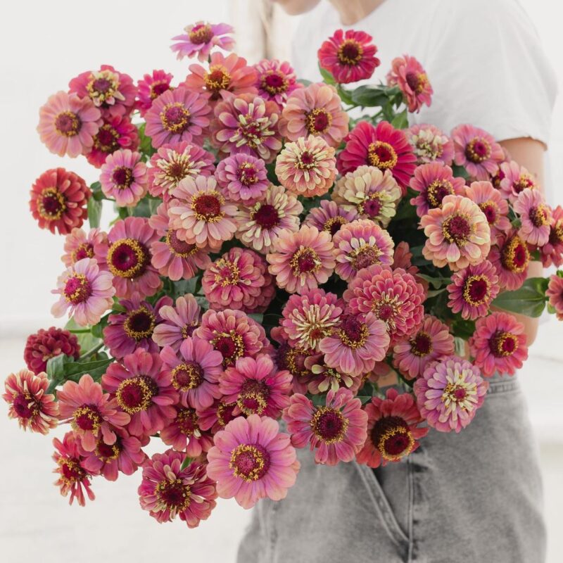 Cynia Queen Lime Red (Loukykvet) – Eva w Ogrodzie