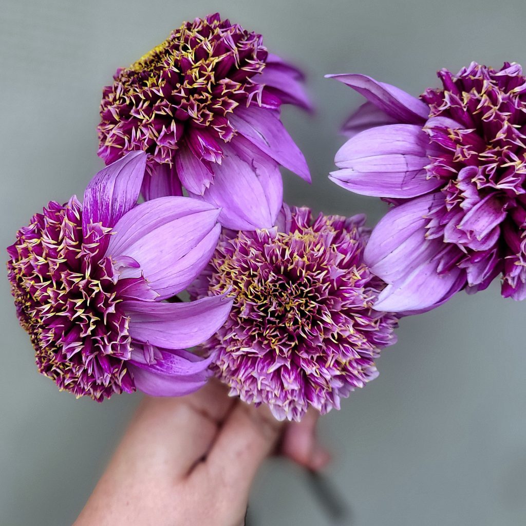 Dalie podział na rodzaj – Eva w Ogrodzie