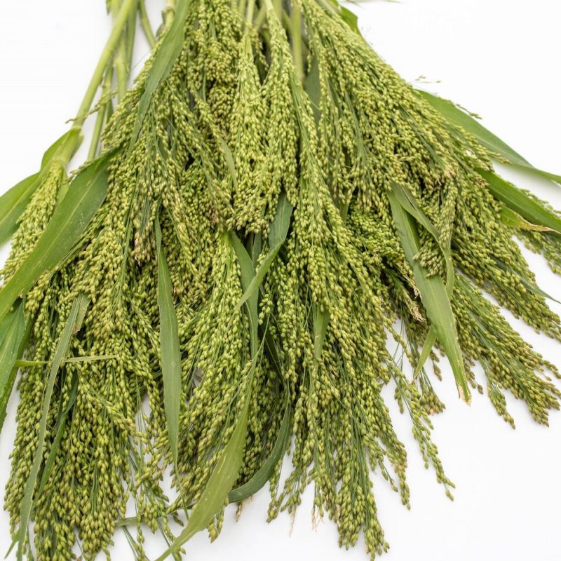 Proso zwyczajne Umbrella (Eva w Ogrodzie) – Eva w Ogrodzie