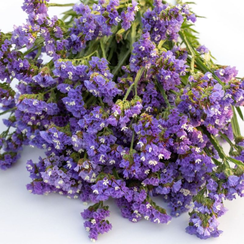 Zatrwian QIS Pale Blue – Eva w Ogrodzie