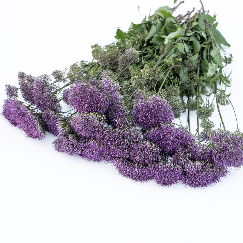 Trachelium Lake Michigan Purple (Loukykvet) – Eva w Ogrodzie