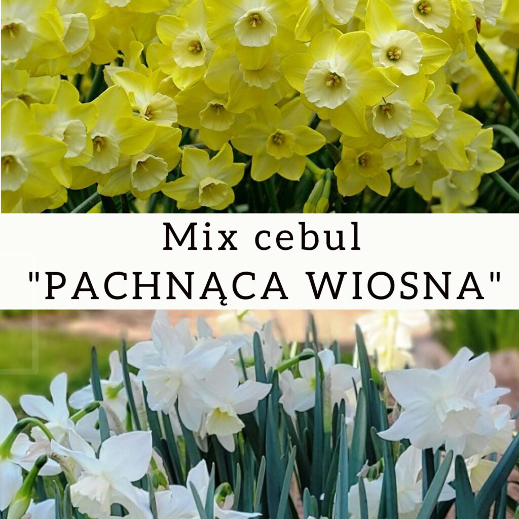 Sklep – Strona 2 – Eva w Ogrodzie